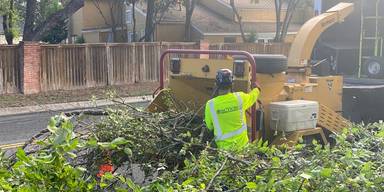 Expert Tree Arborist for Your Tree Care Needs